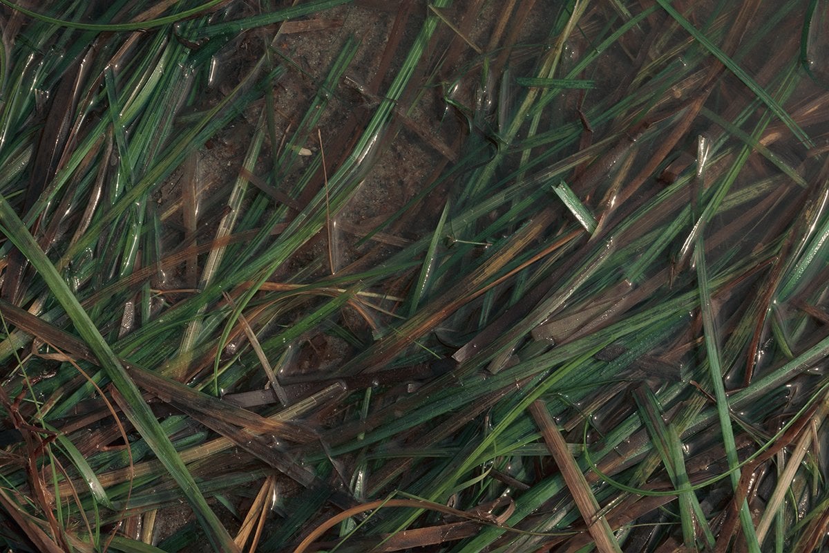 Eelgrass Spinneybeck