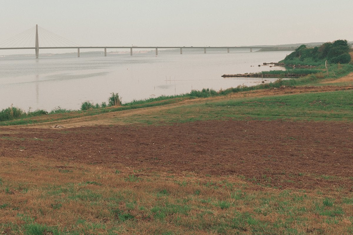 Eelgrass Spinneybeck